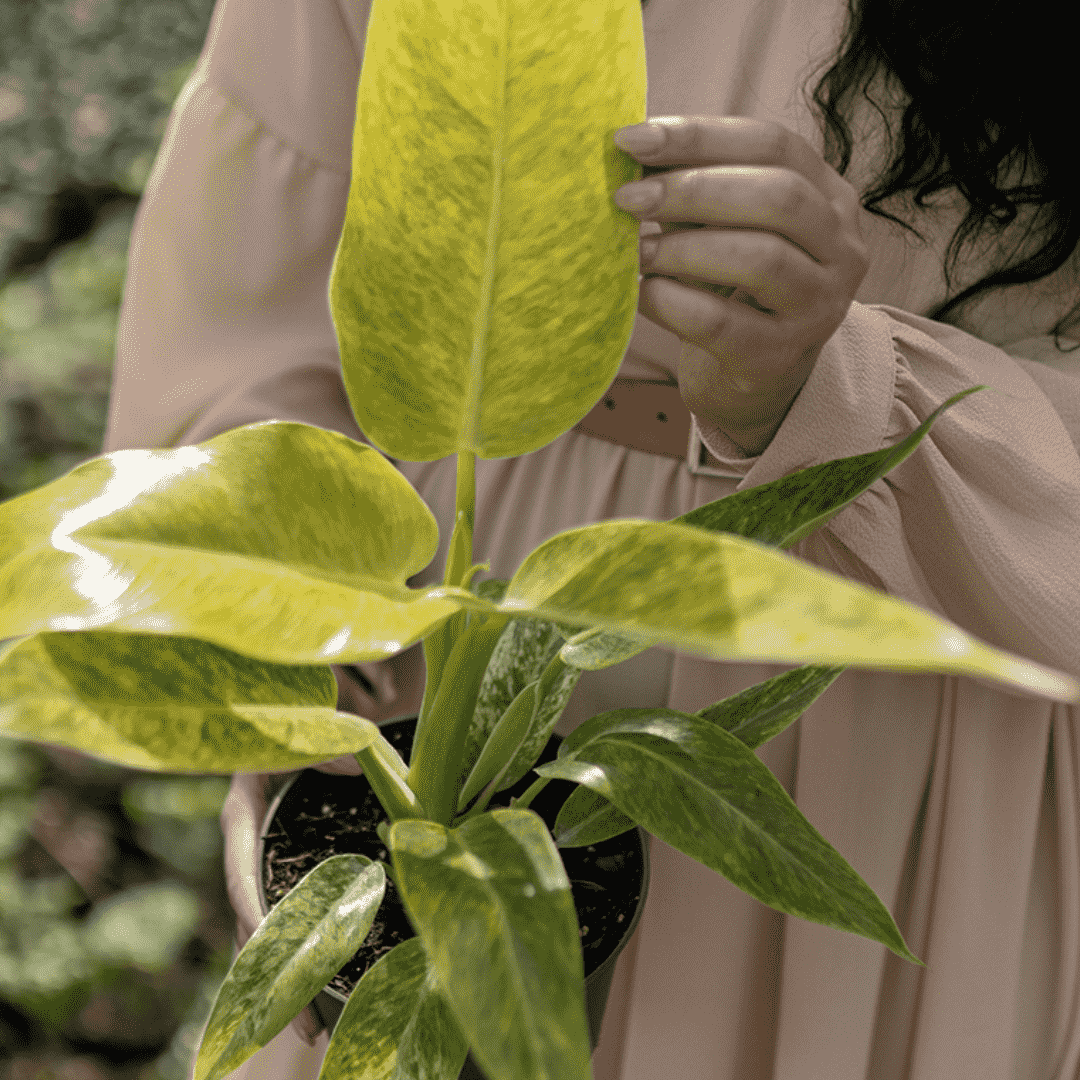 Home - Plant Proper Cares