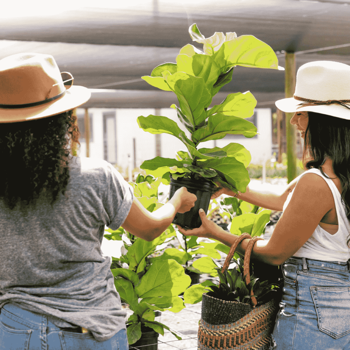 Home - Plant Proper Cares