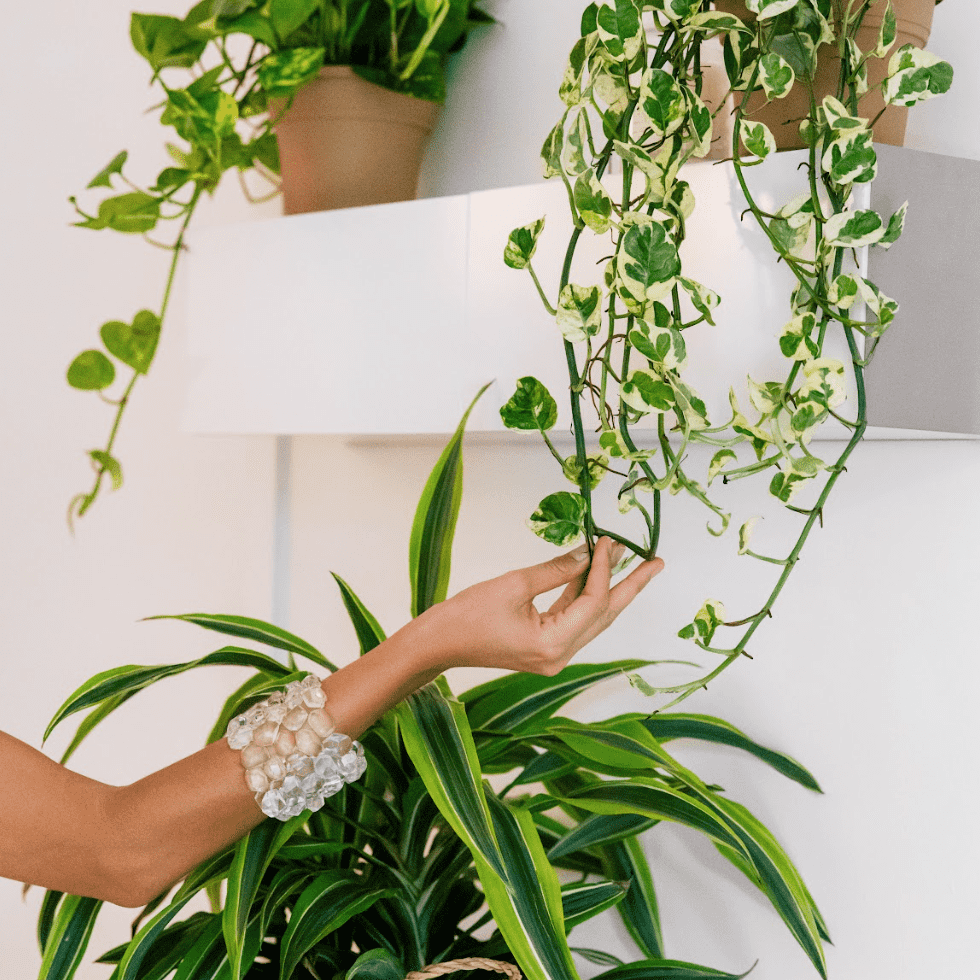 Home - Plant Proper Cares